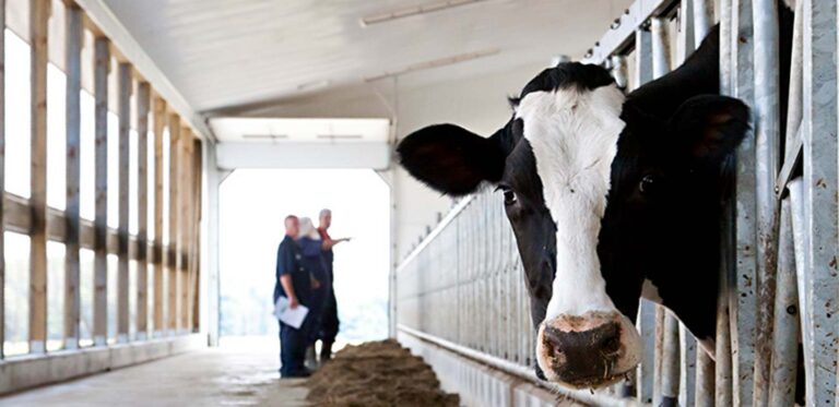 Cow Signals® | Purina Canada