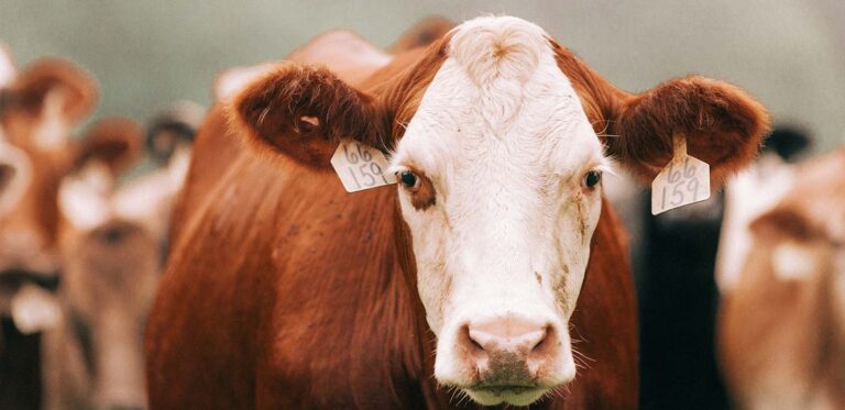 Purina Cargill Beef Pasture Feed