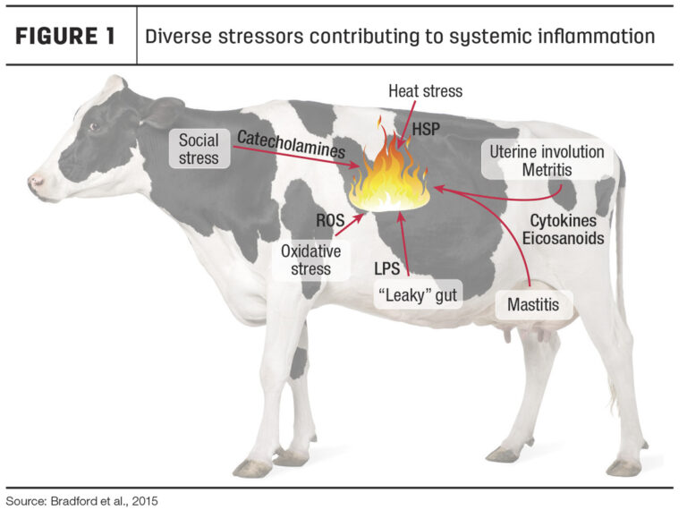 Physiological and Metabolic Changes Caused by Heat Stress | Purina Canada